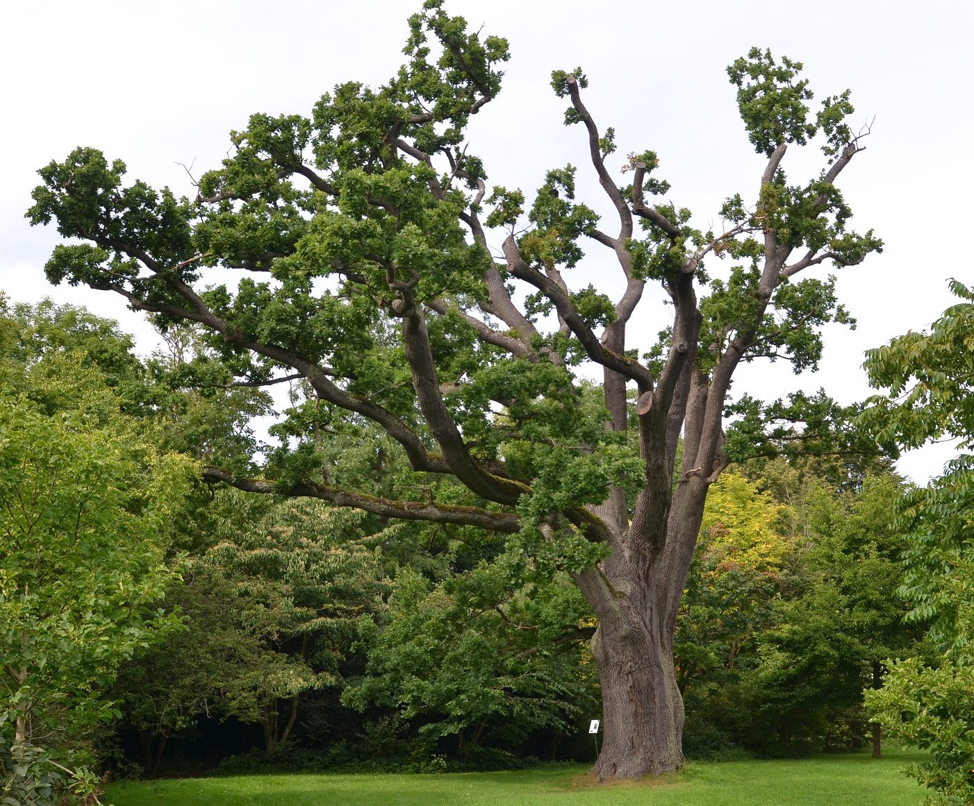 Quercus robur – trær som preger østnorske kulturlandskap - Park ...