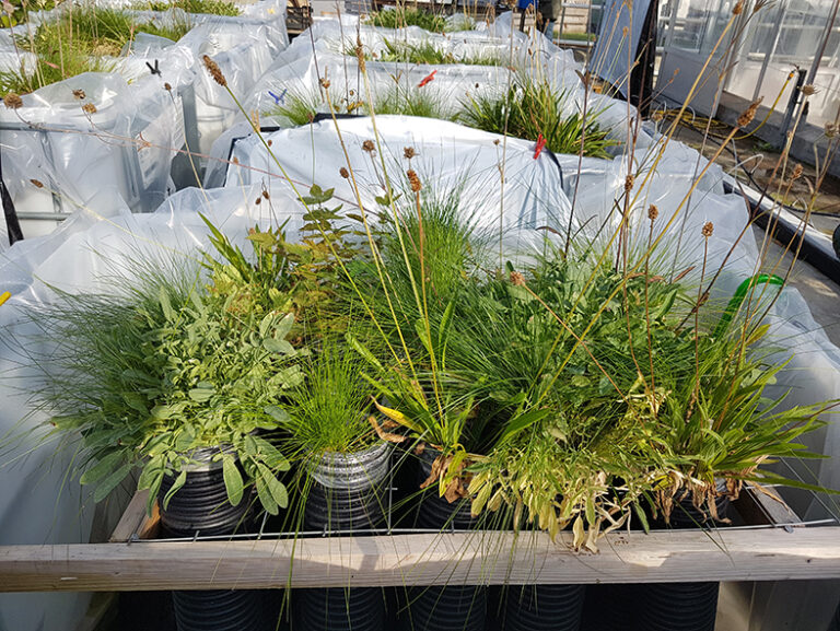 Regnbed – ulike samplantinger for økt infiltrasjon - Park & Anlegg ...